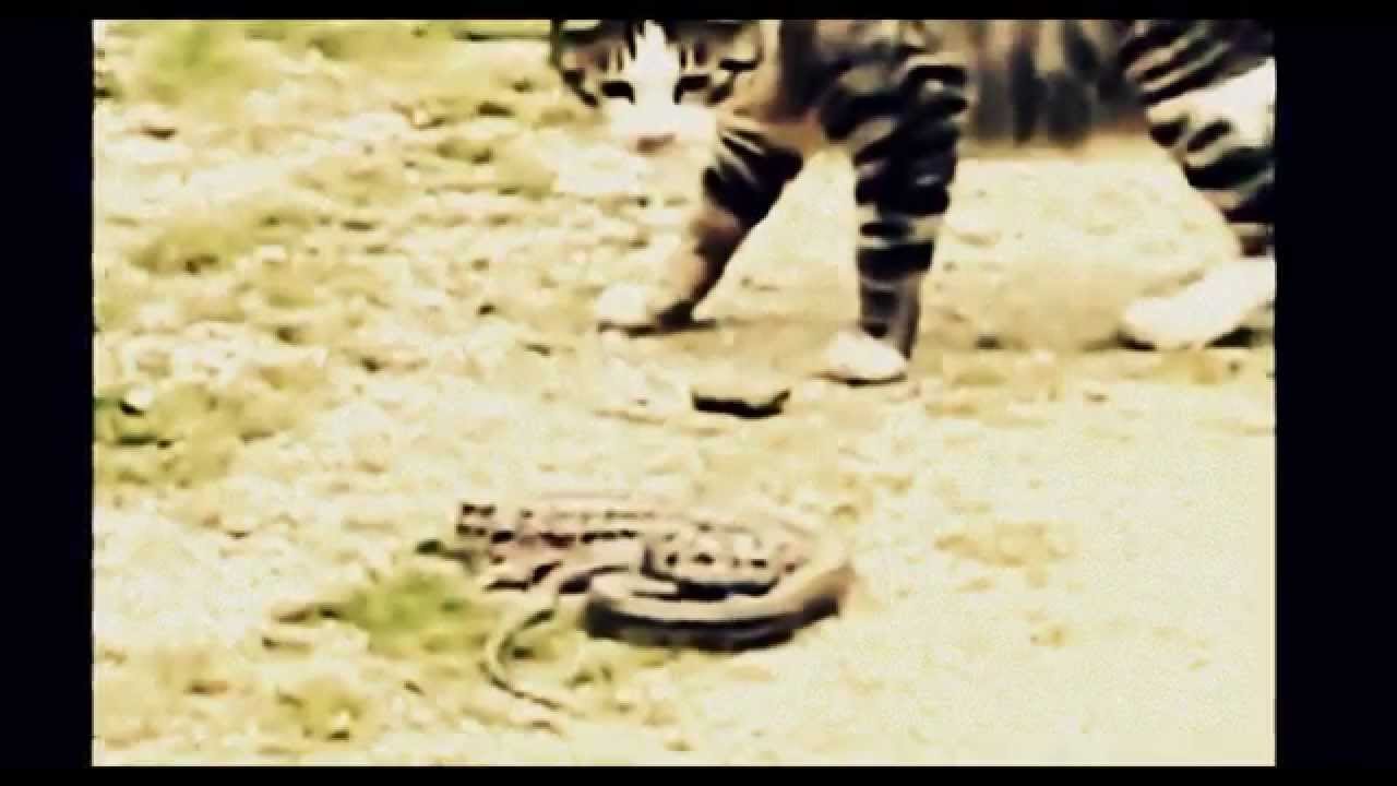 Cat Vs Snake : Cat Kills A Snake, Must Watch Cat and Snake Fight - YouTube