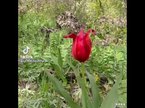 April 19, 2022... wa disa bo şev.. Ceylan