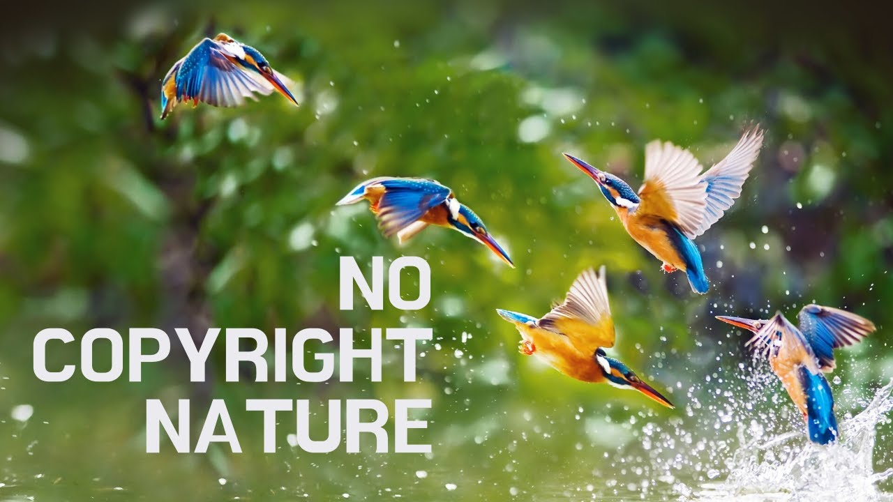 Footage no copyright nature | Full HD videos 2020 - YouTube