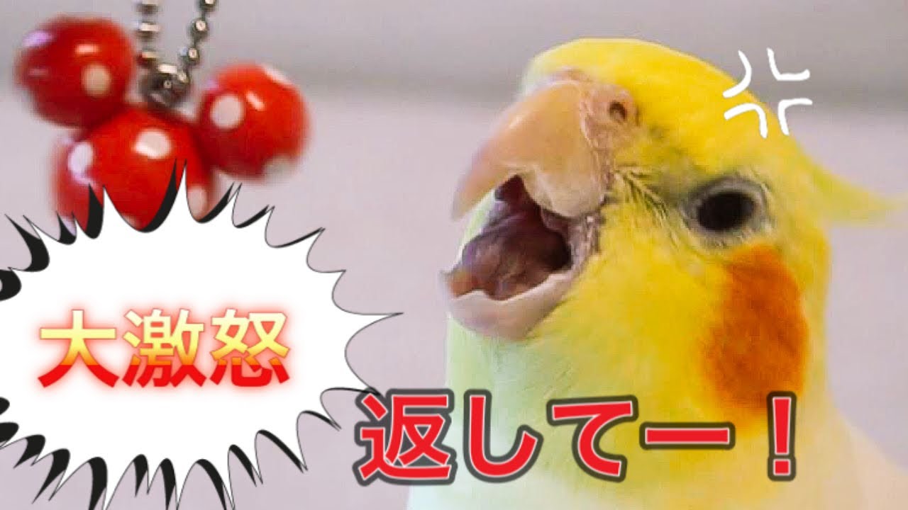 【反抗期!?】オカメインコの激怒り！！ Mad Cockatiel! - YouTube
