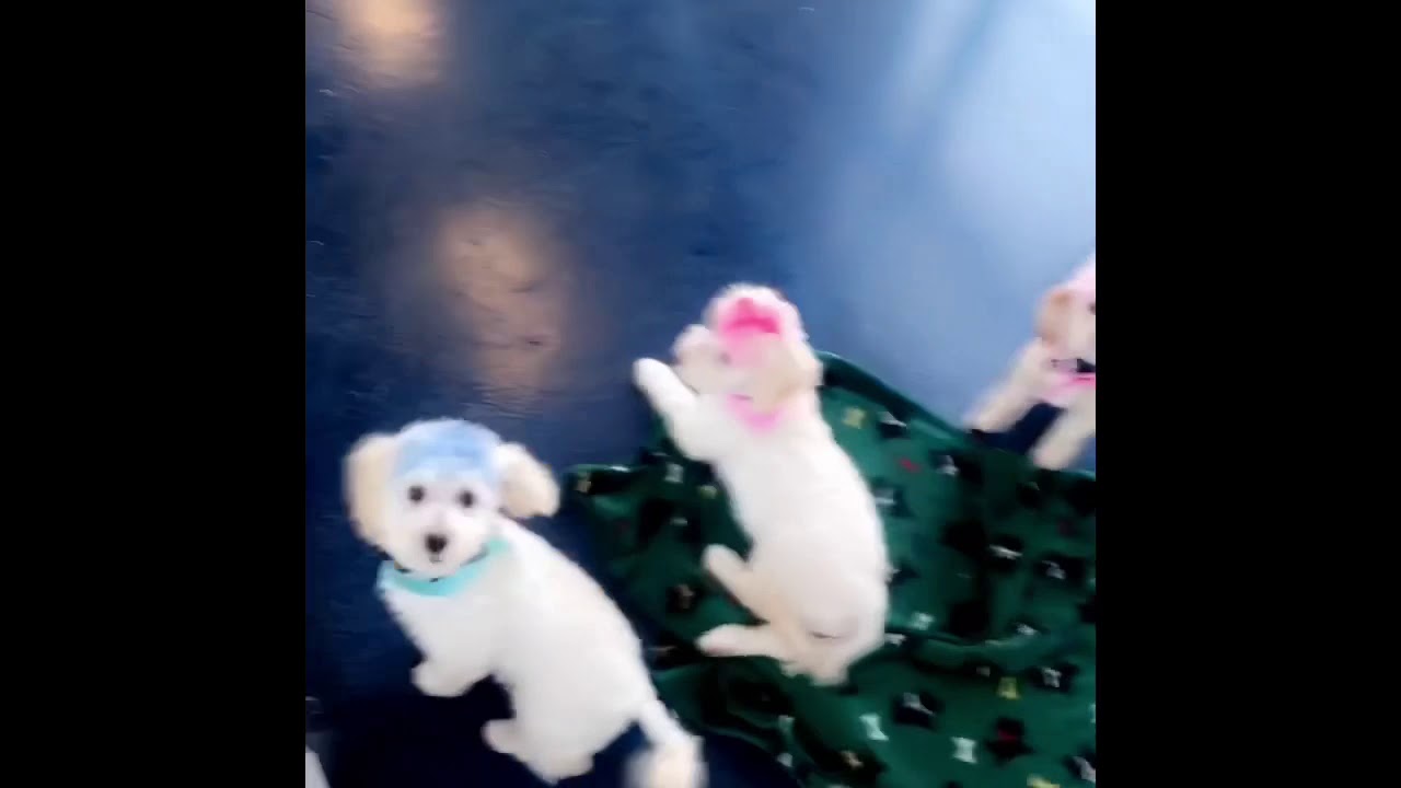 Rave ready puppy edition - YouTube