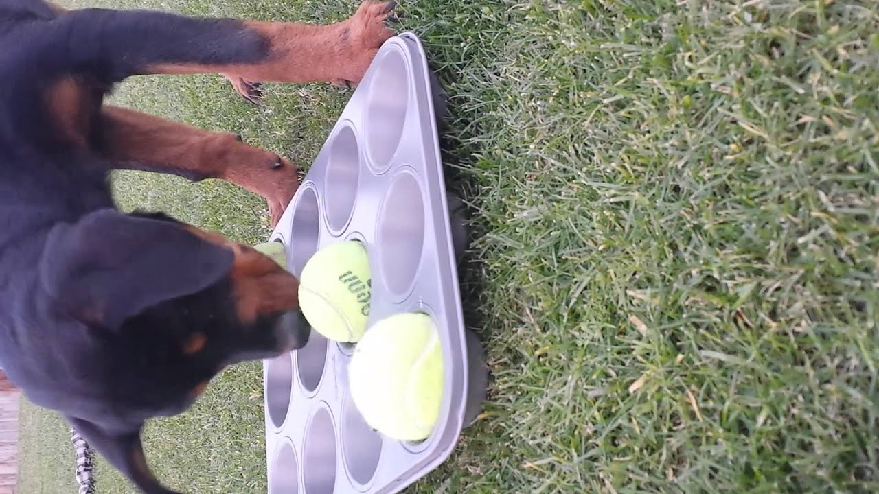 Rottweiler Brain Games - YouTube
