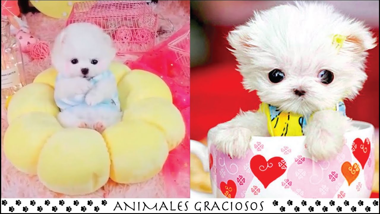 Perritos locos | Recopilación de videos de perritos lindos y divertidos ...