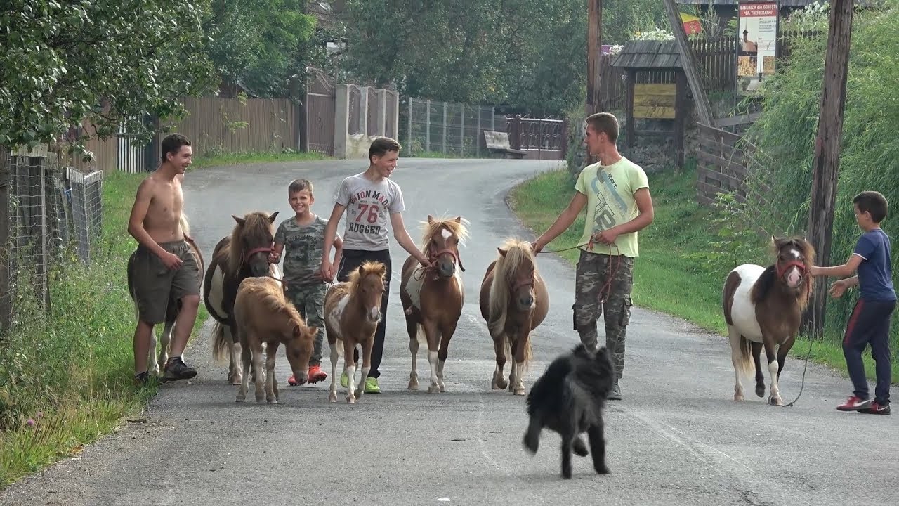 Poneii lui Calin de la Vidra, Alba - 2019 Nou!!! - YouTube