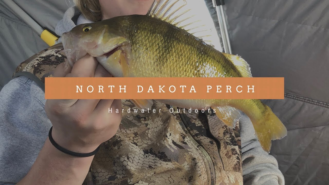 North Dakota Perch Fishing - YouTube