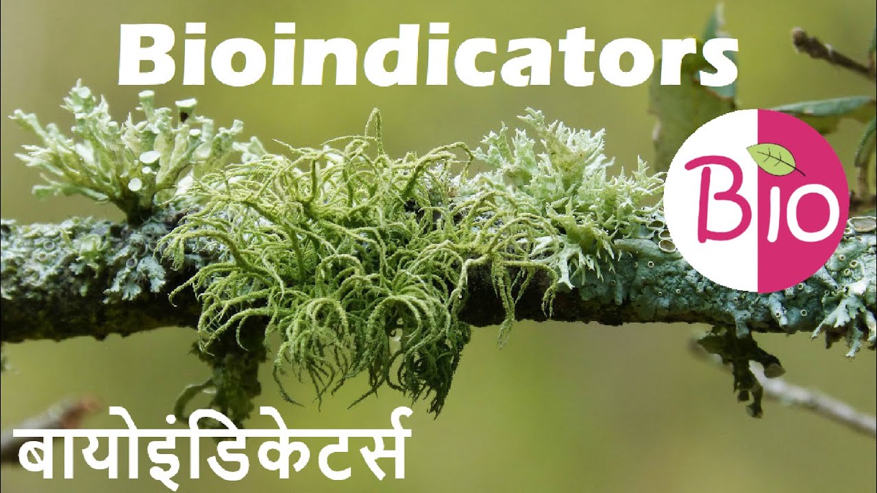What are Bioindicators? बायोइंडिकेटर्स by Simply The Best BIO - YouTube