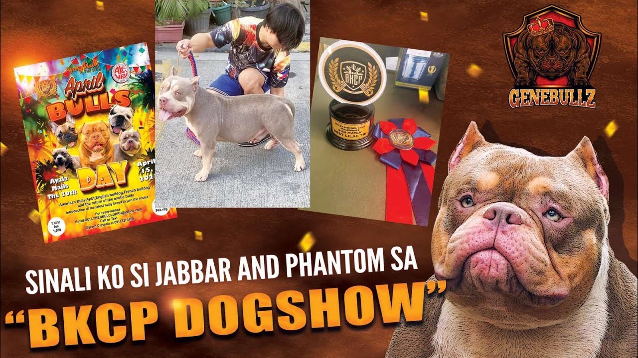 AMERICAN BULLY DOG SHOW BKCP APRIL BULLS DAY feat. PHANTOM AND JABBAR ...