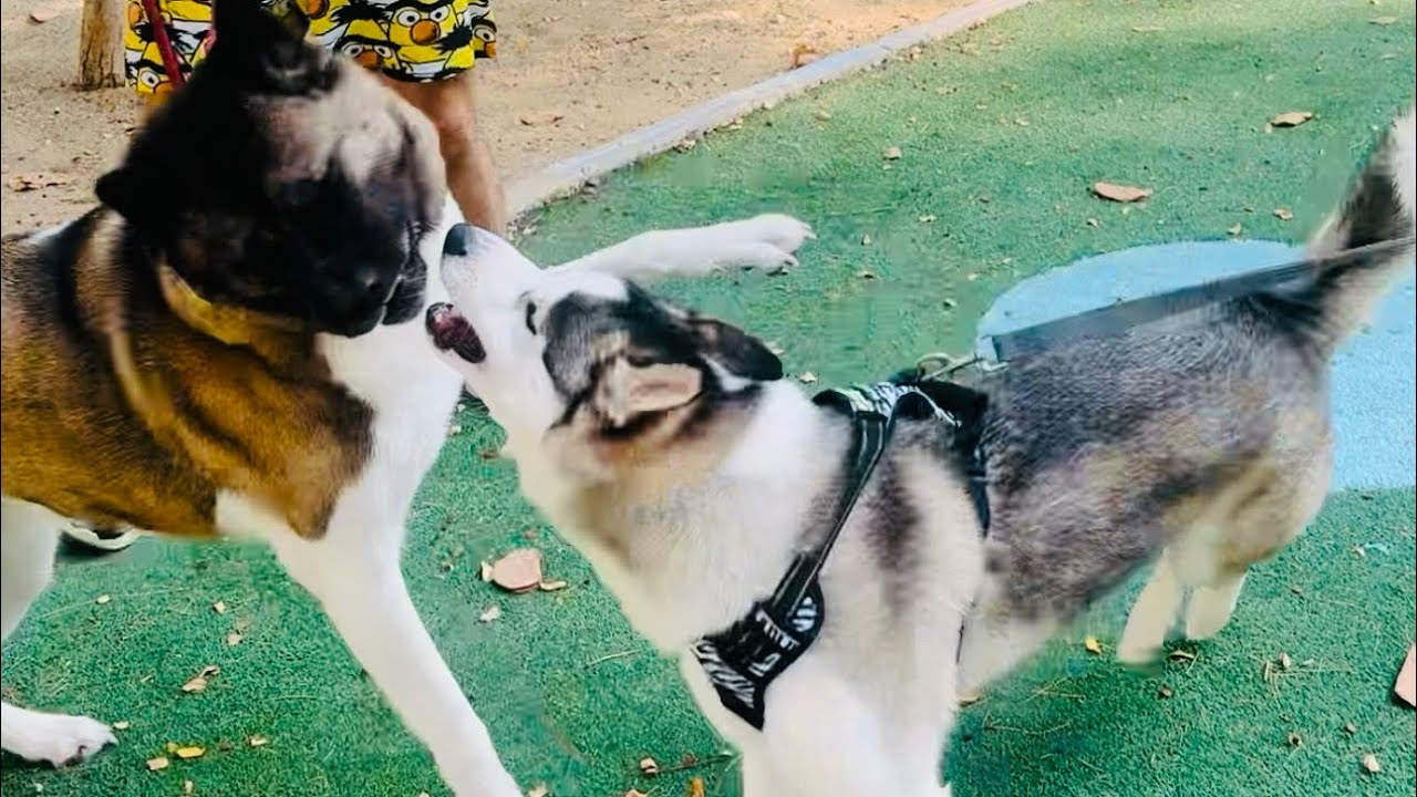 Akita's Fierce Attack - Unbelievable Dog Fight - YouTube