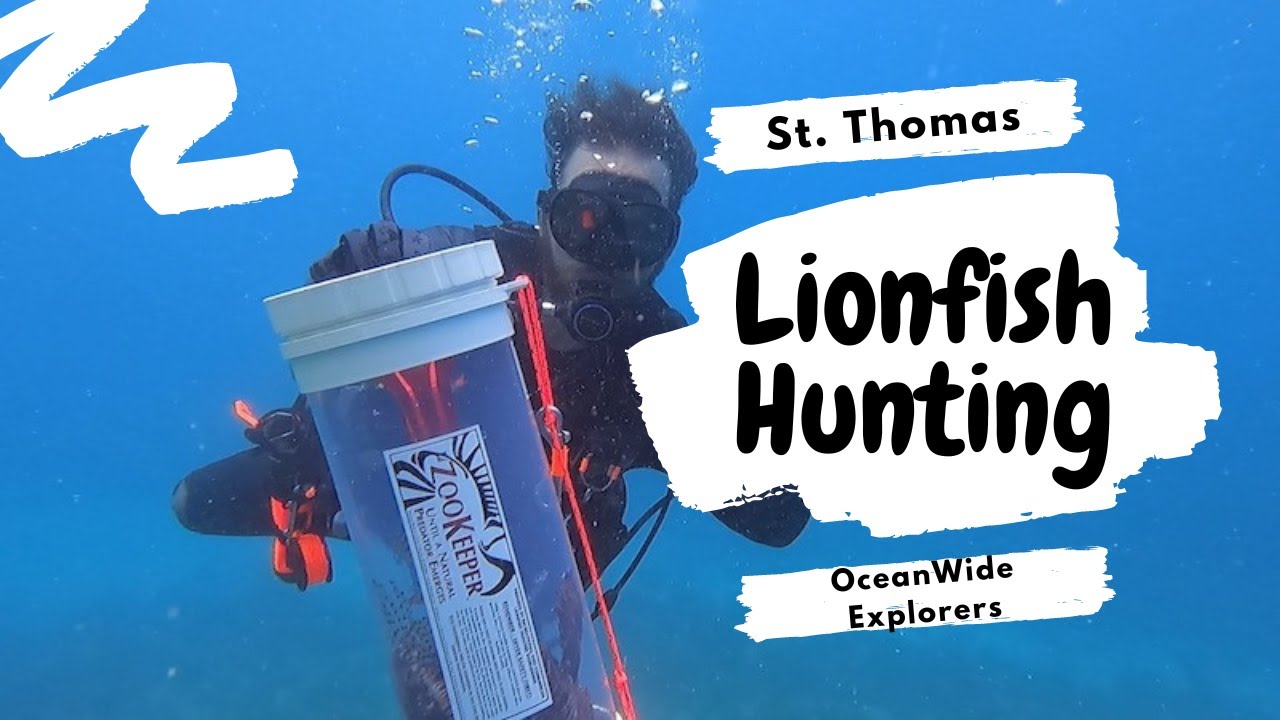 HUNTING Lionfish in St. Thomas, US Virgin Islands! (Scuba Diving ...