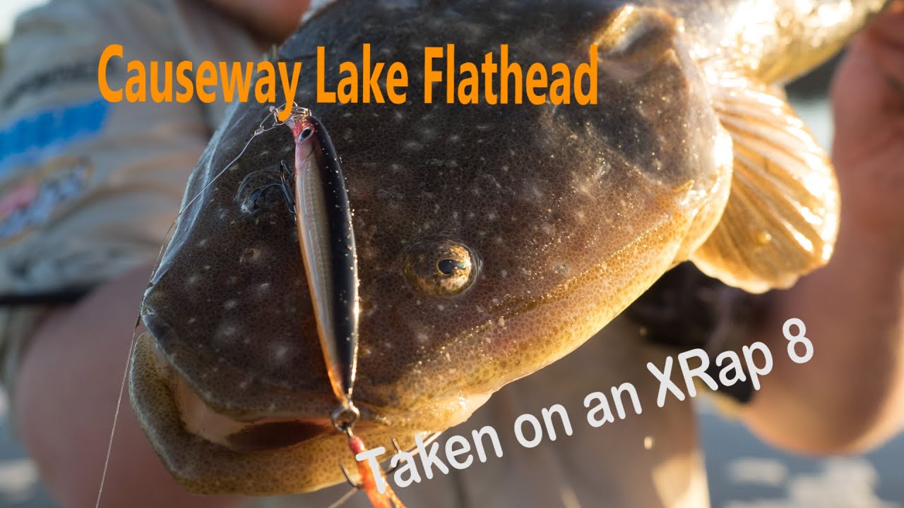 Causeway Lake Flathead Realease and Pictures - Fishing Yeppoon, Central ...