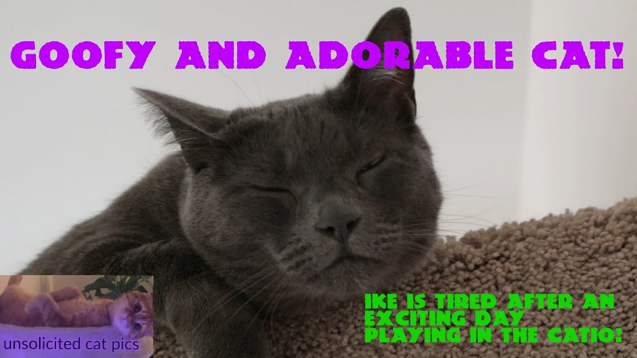 Goofy and Adorable Cat! 😸😻 ♡10 Playtime for silly cat in the catio ...