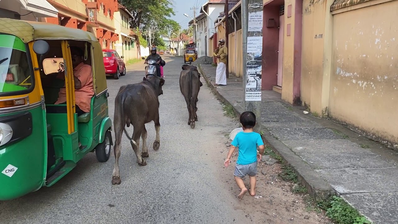 Cow Chaser in Kerala 2020 - YouTube