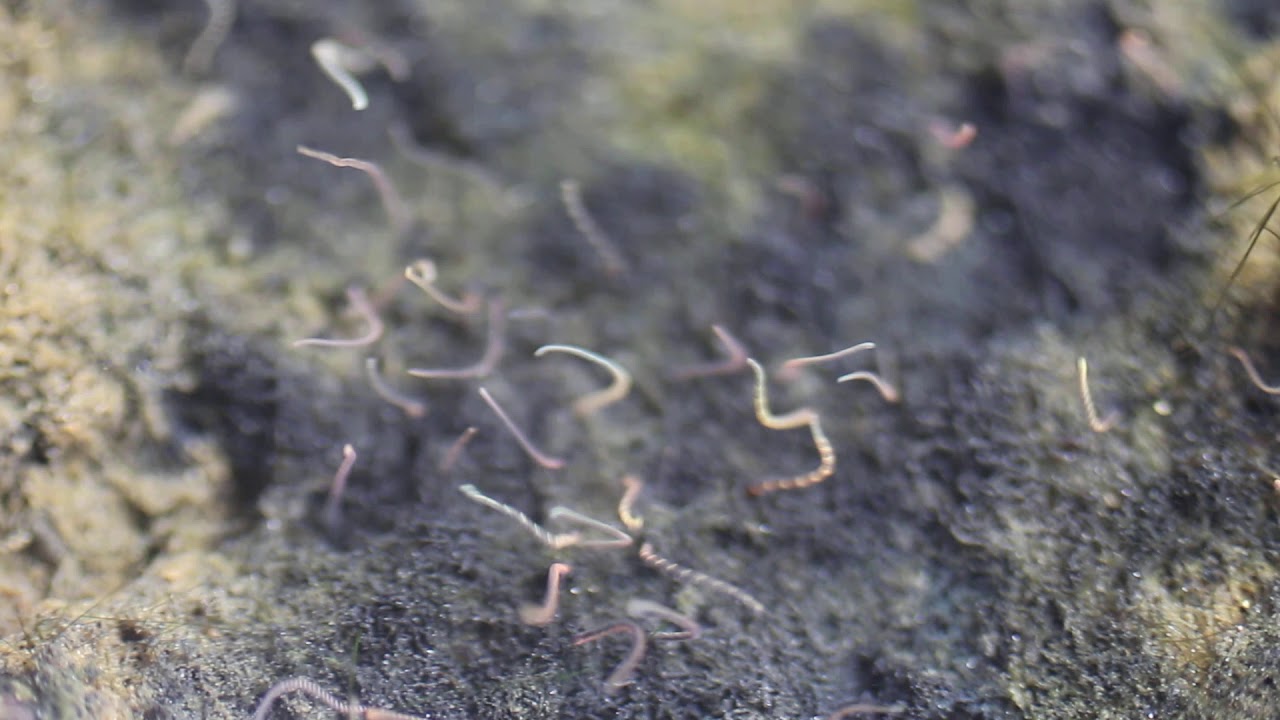 운동 : 실지렁이 류 (Tubificida sp.) - YouTube
