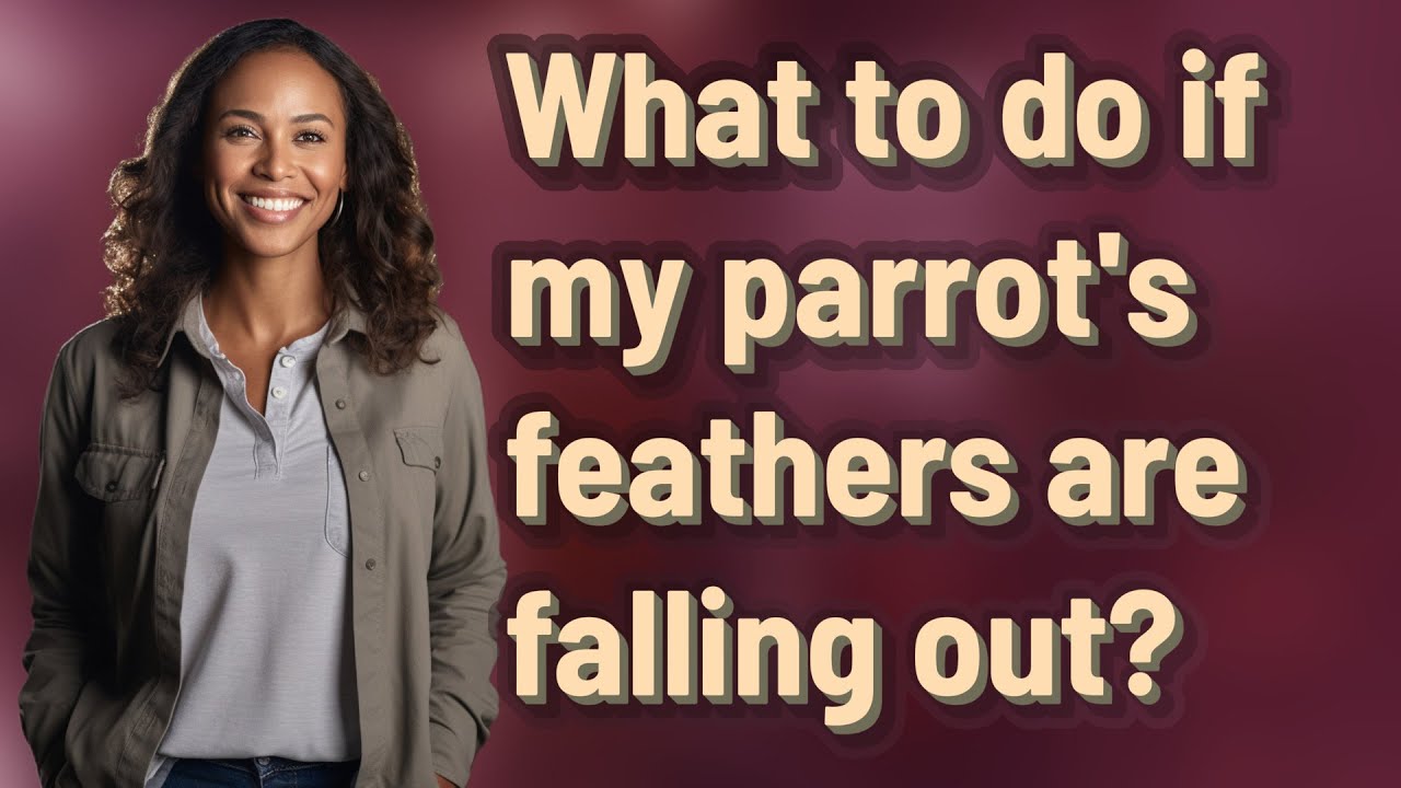 What to do if my parrot's feathers are falling out? - YouTube