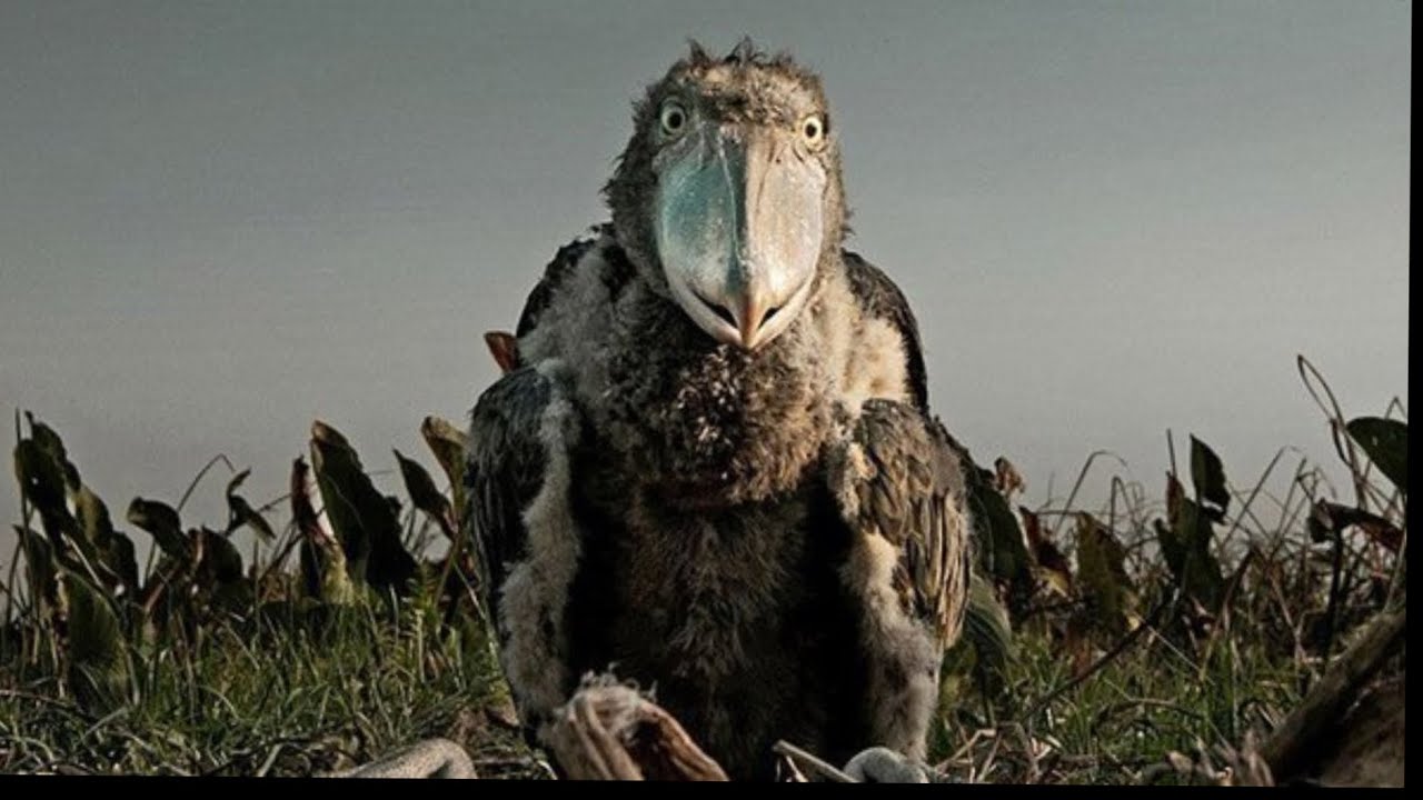 Getting Get Back On Freshie Killer| Epsilon lineage 2 - YouTube