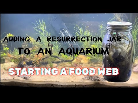Adding A Resurrection Jar To An Aquarium: Starting A Food Web - YouTube