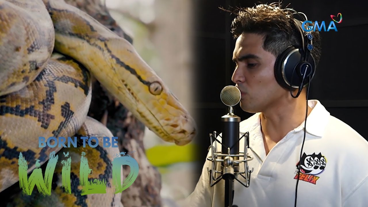 "Apo" the snake explains their often misunderstood behavior | Born to ...