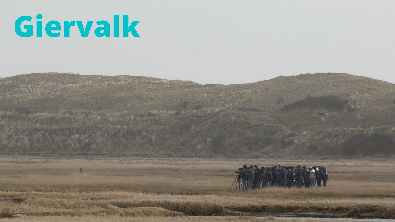 3 februari 2024 - Giervalk - Texel, de slufter - YouTube