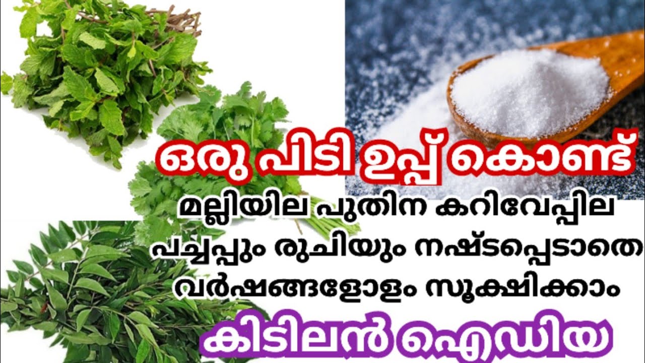 ഒരു പിടി ഉപ്പ് മതി മല്ലിയില പുതിന കറിവേപ്പില പച്ചപ്പ് നഷ്ടപ്പെടാതെ വ