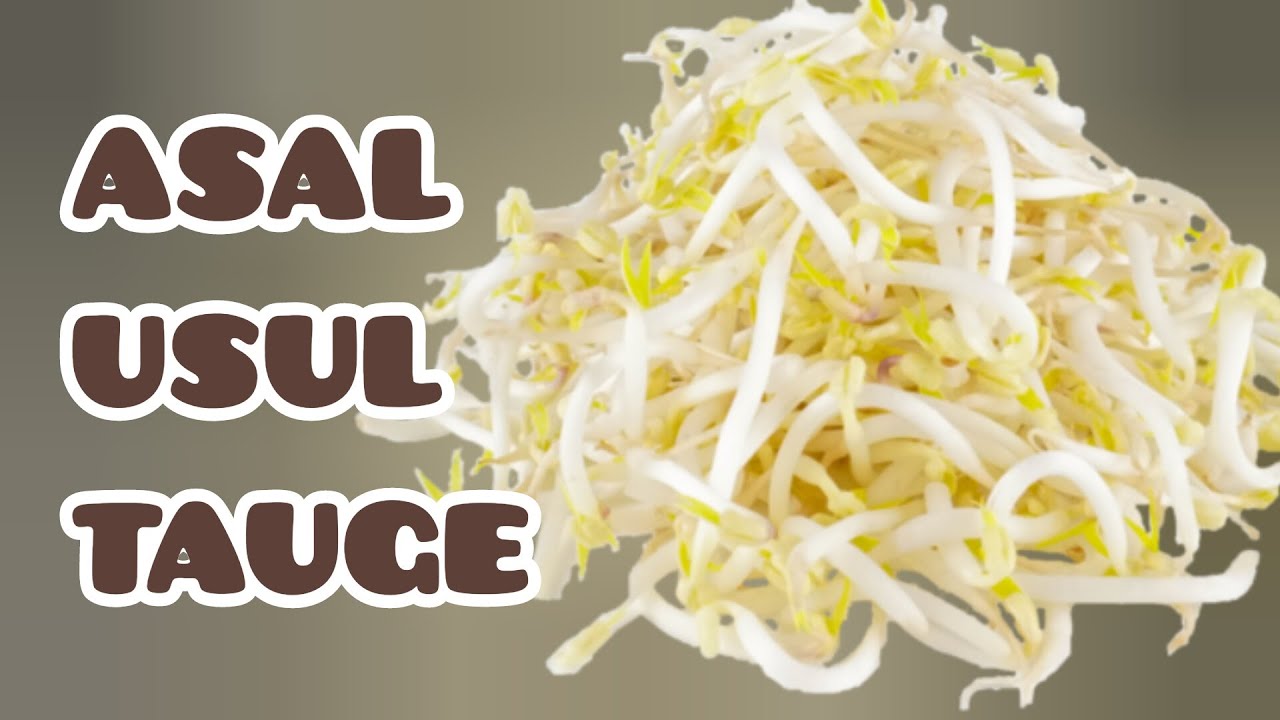 ASAL USUL DAN MANFAAT TAUGE || ORIGINS AND BENEFITS SPROUTS - YouTube