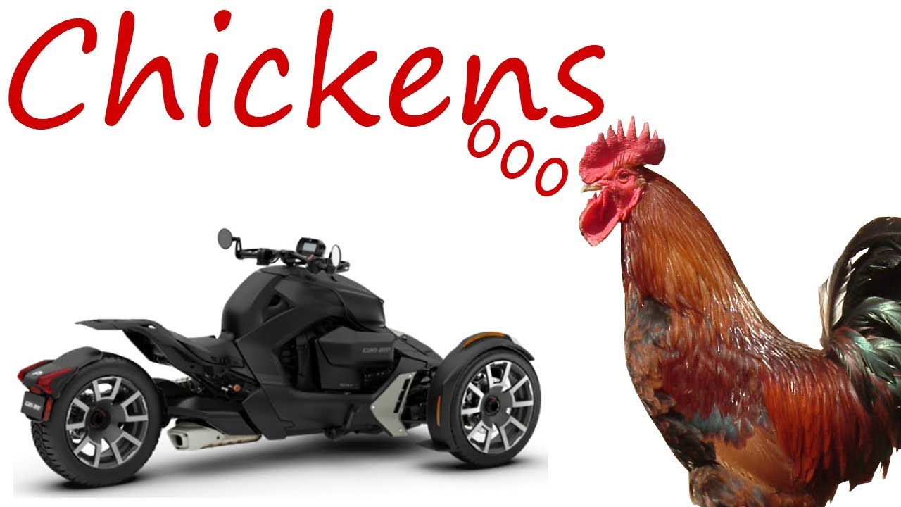 A Can-Am Ryker Rally Country Ride - Bulls, Cows, and Chickens! - YouTube
