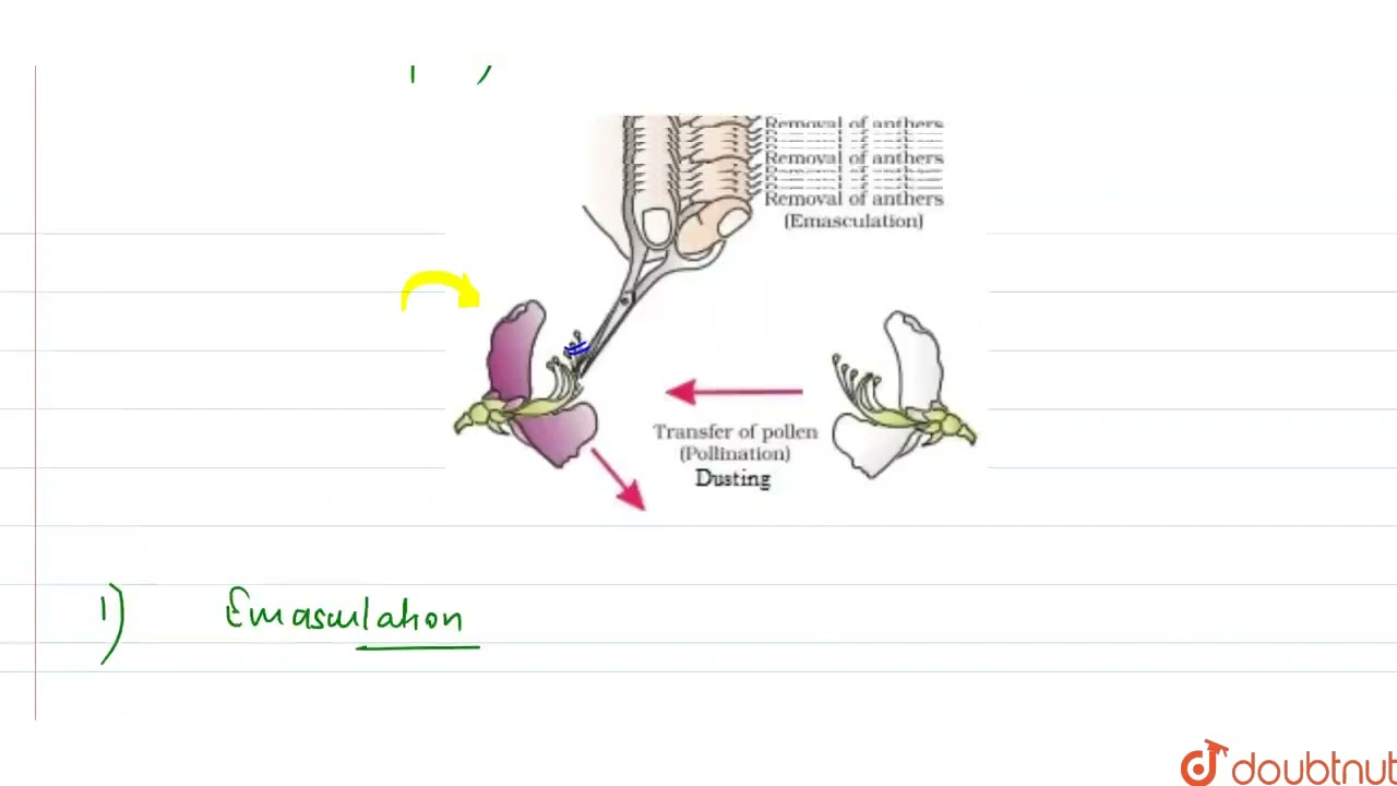 What is meant by emasculation? When and why does a plant breeder employ ...