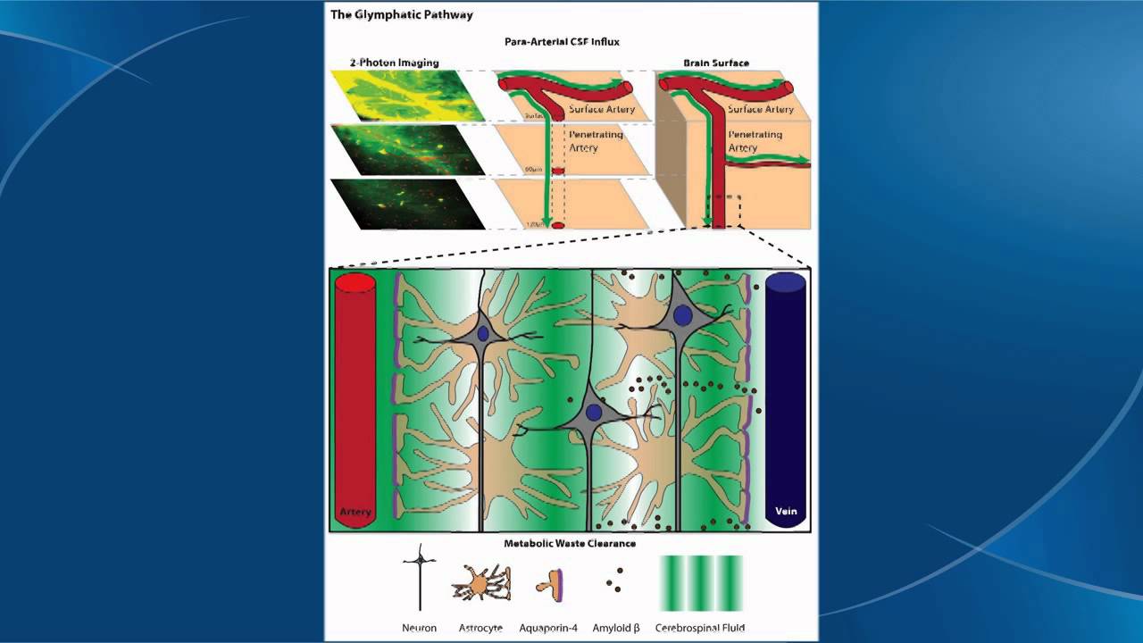Brain Cleaning Glymphatic System Animation - YouTube