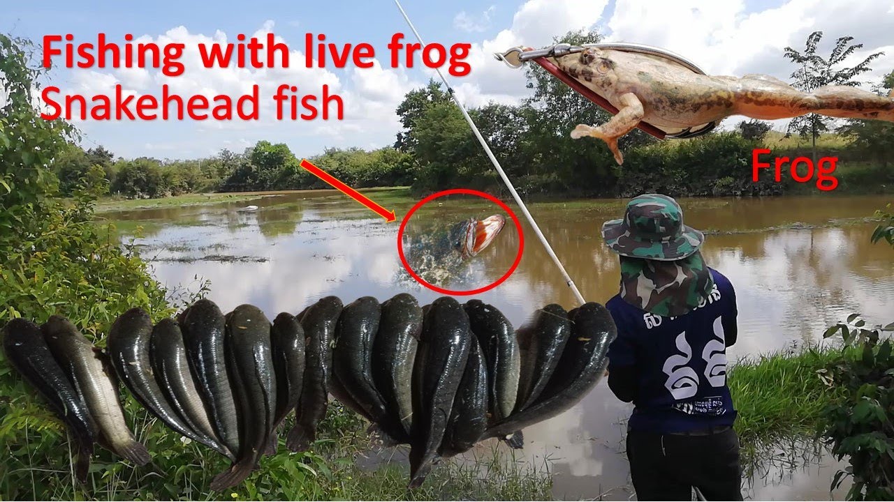 Frog to catch Giant snake head fish - YouTube