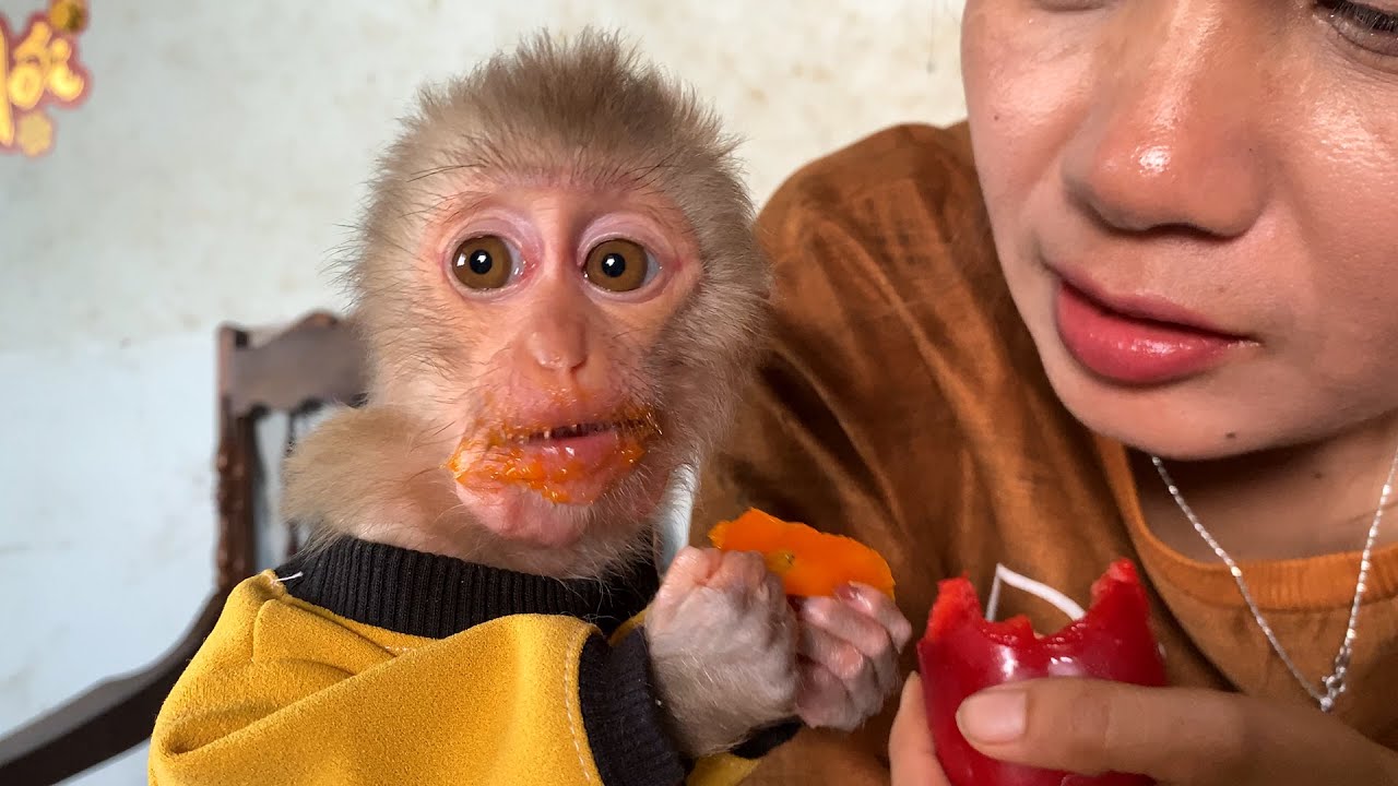 Mashed ZIM monkey eats sweet chili🙈🥰 - YouTube