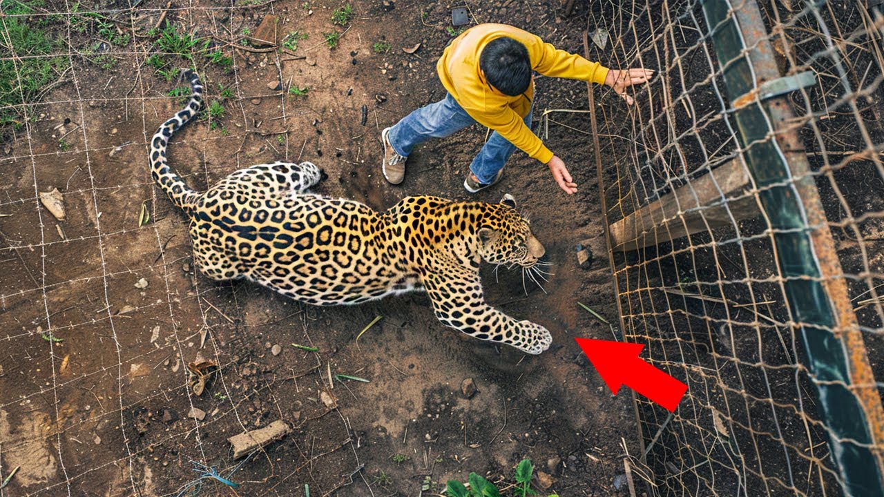 Animals That Asked People for Help & Kindness! #37 | BestWind - YouTube