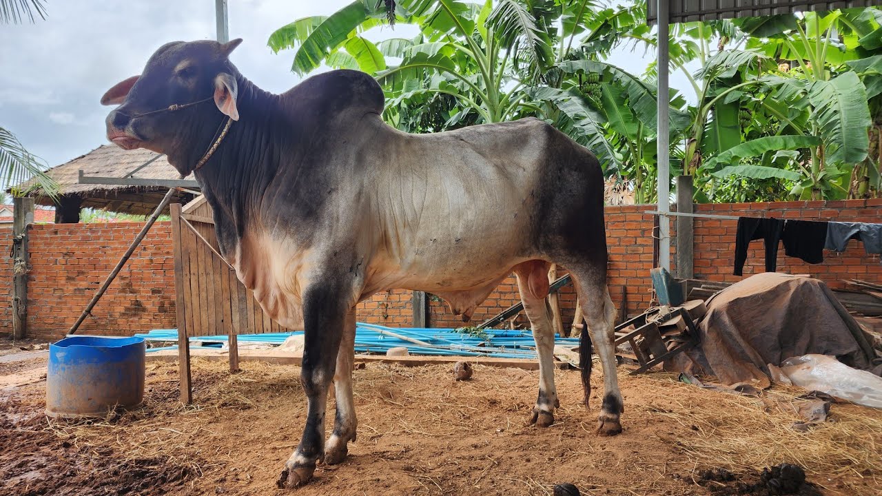 Good Khmer Cow 3.5 year sold|Bunthan Victor - YouTube