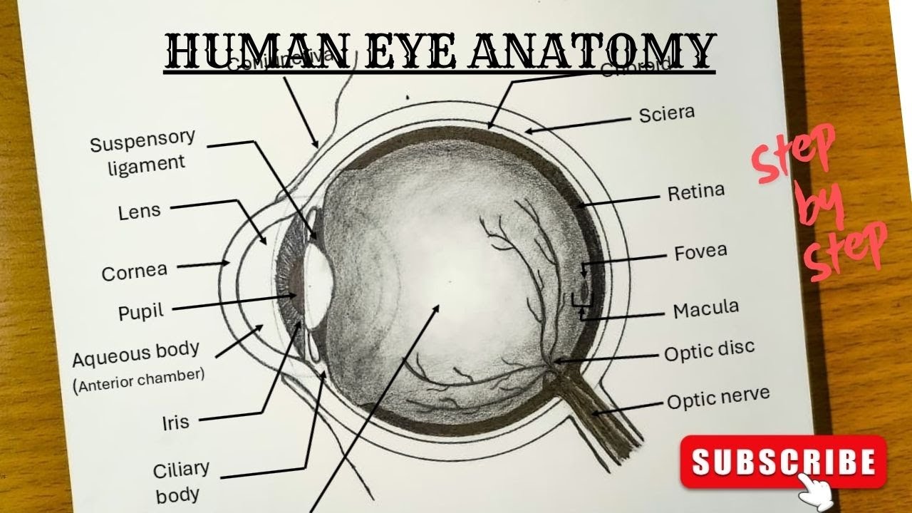 Eye Diagram Easy to Draw / Labelled Diagram of Human Eye Anatomy - Step ...
