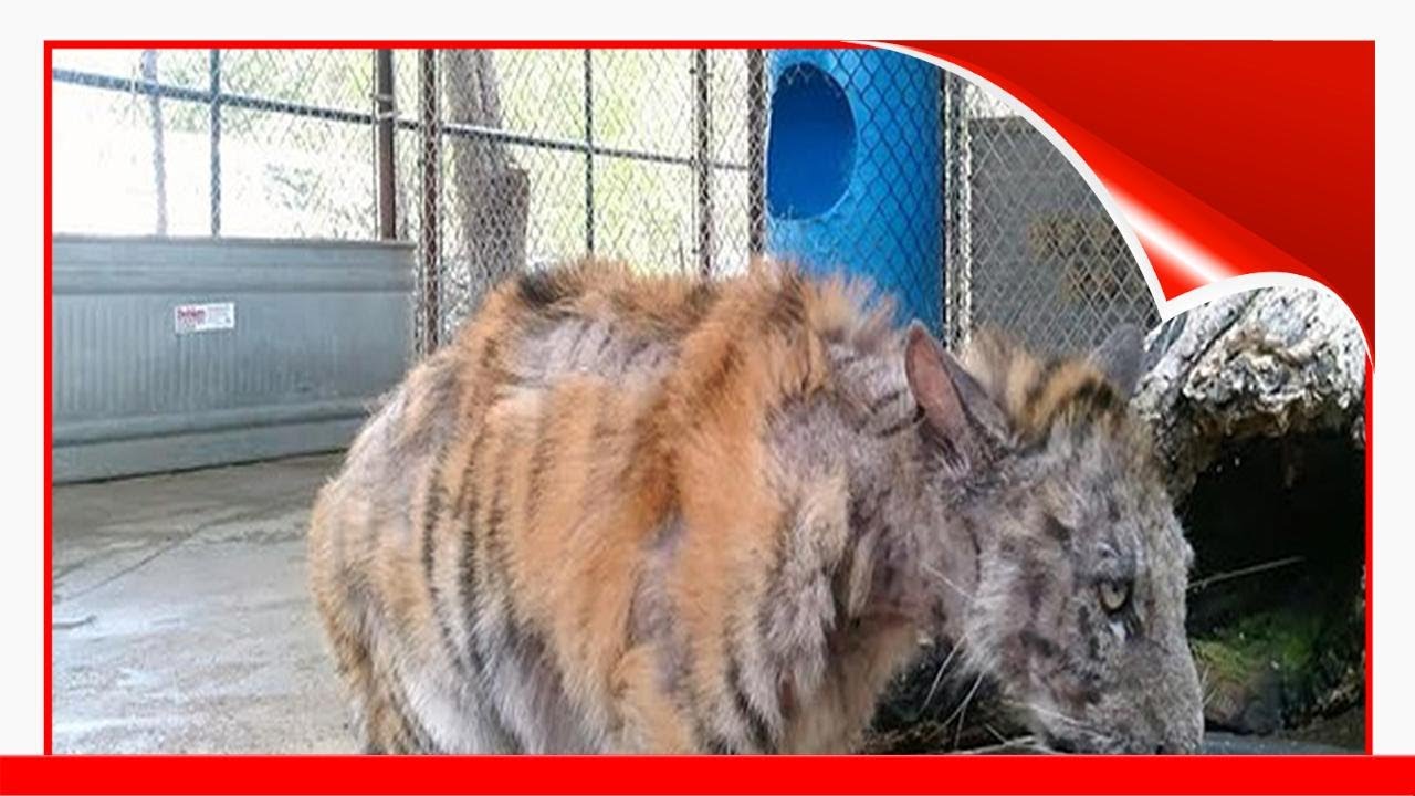 Amazing Recovery By A Sick Tiger Cub That Was Rescued From Circus! 😃 ...