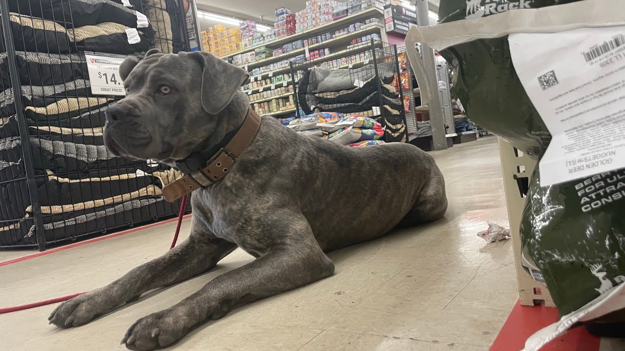 Kane the Cane Corso Service dog training - YouTube