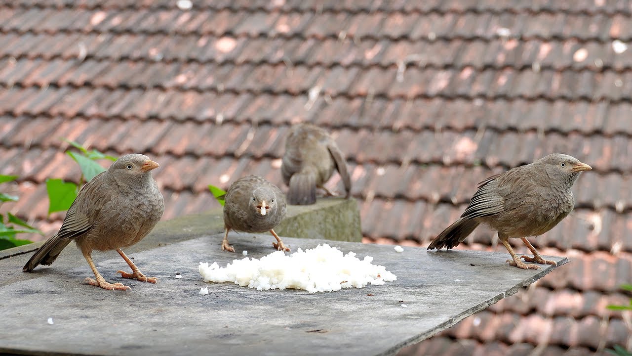 It's Relaxing To Watch Them Eat | Relaxing Animals - YouTube