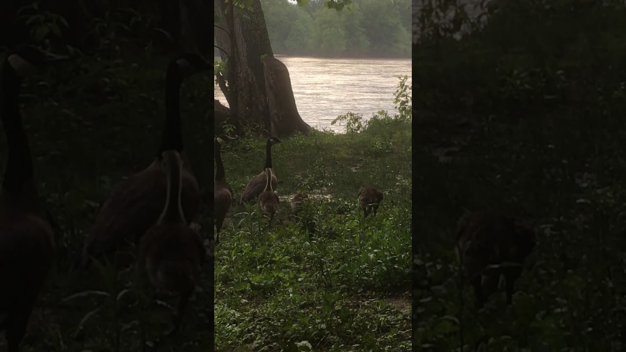 Video of Swains Lock HBO Campsite, MD from Ginny L. - YouTube