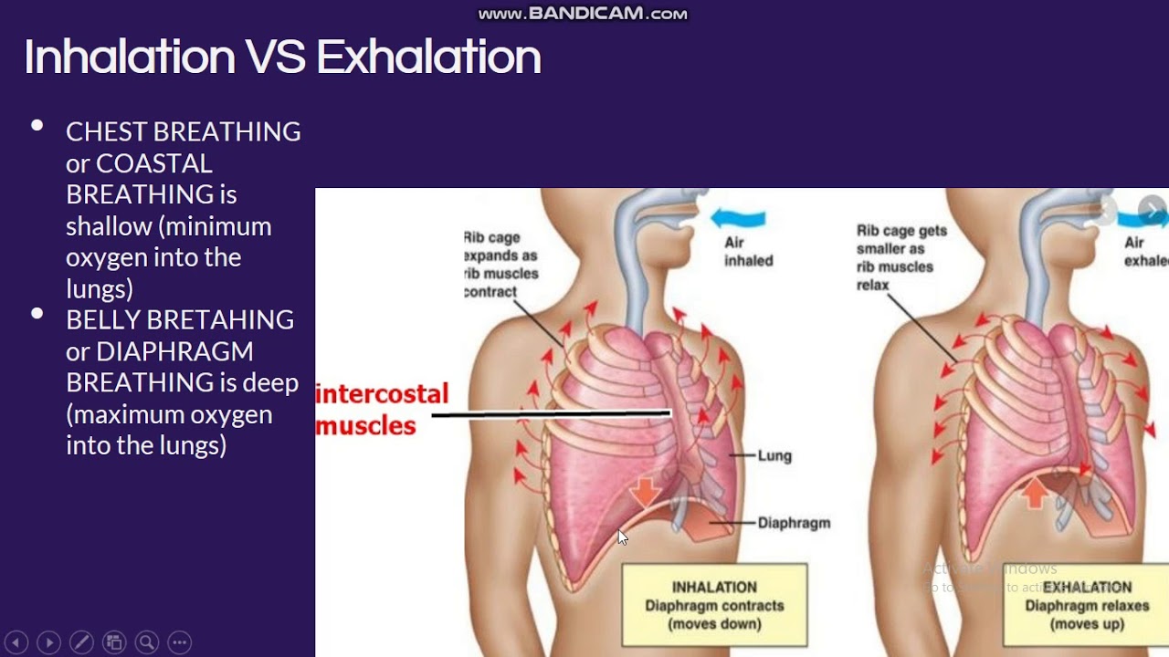 inhalation vs exhalation - YouTube