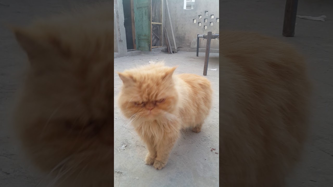 Beatiful extreme punch face cat in sargodha from ahts - YouTube