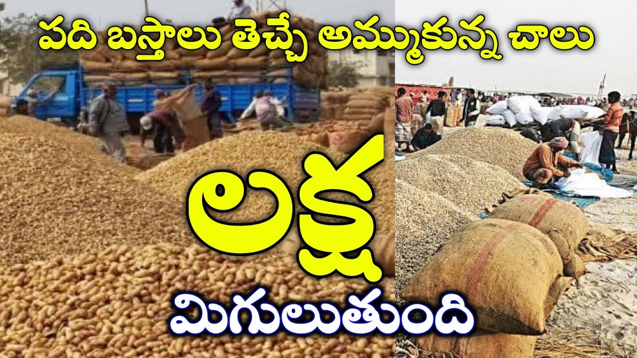 how to start peanuts business? - YouTube