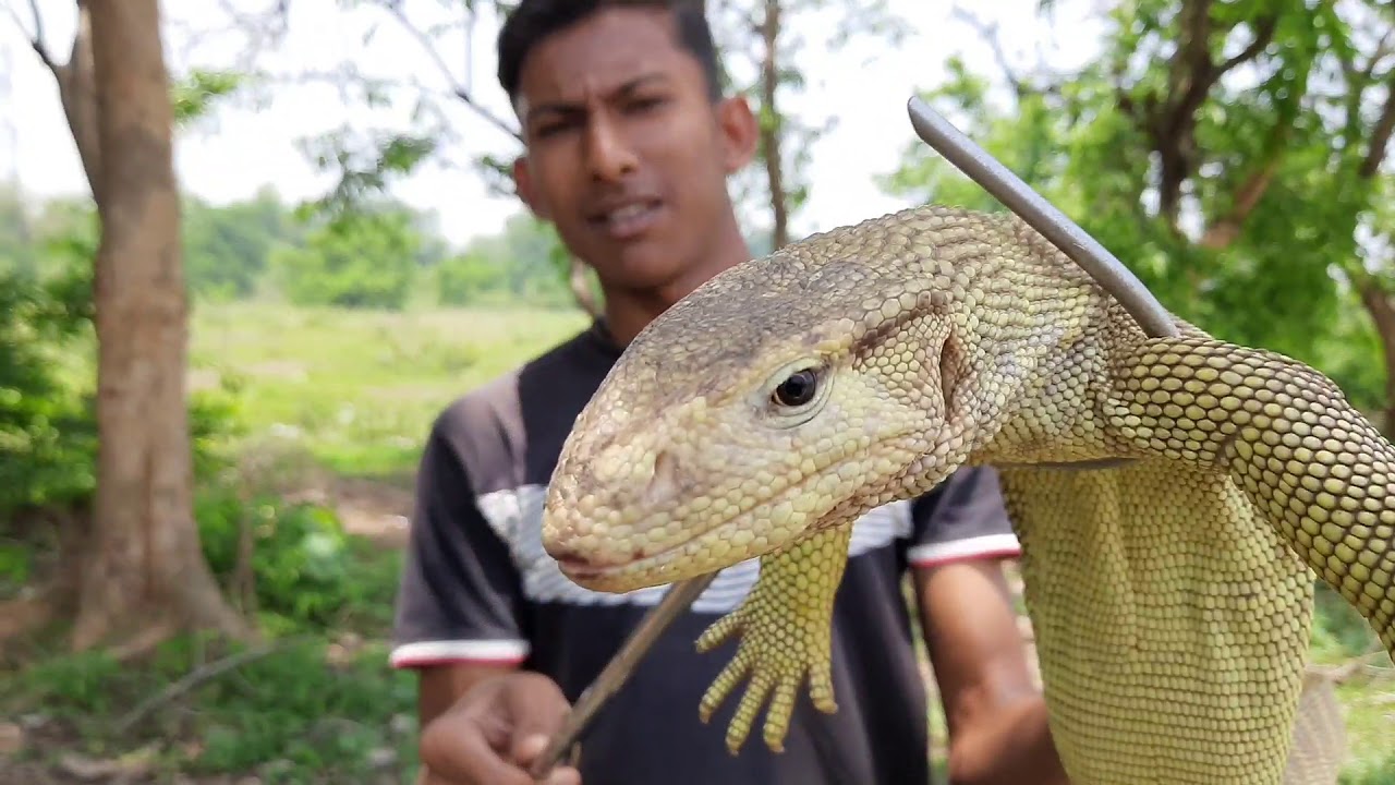 आज भी लोग इस जिव को जहरीला समझ कर मार डालते हैं || Monitor Lizard release in forest area by ...