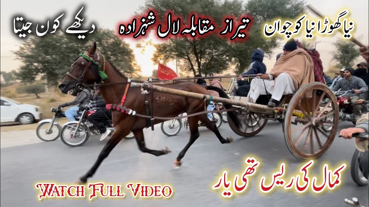 Amazing Horse Racing Triumphs: Determining the Fastest Horse / Lal ...