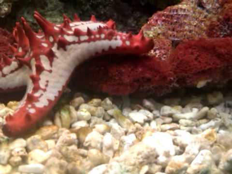 Tube Worm & Red Horned starfish closer look! - YouTube
