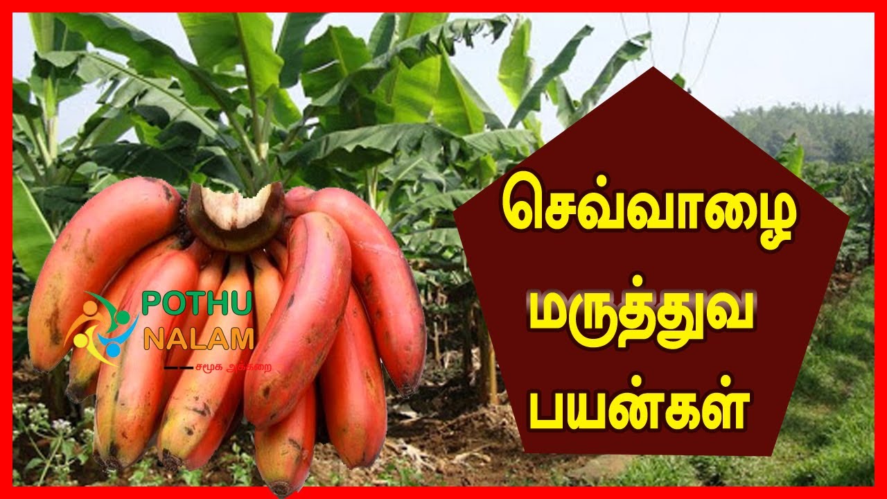 செவ்வாழையில் உள்ள மருத்துவ பயன்கள் | Sevvalai Benefits in Tamil - YouTube