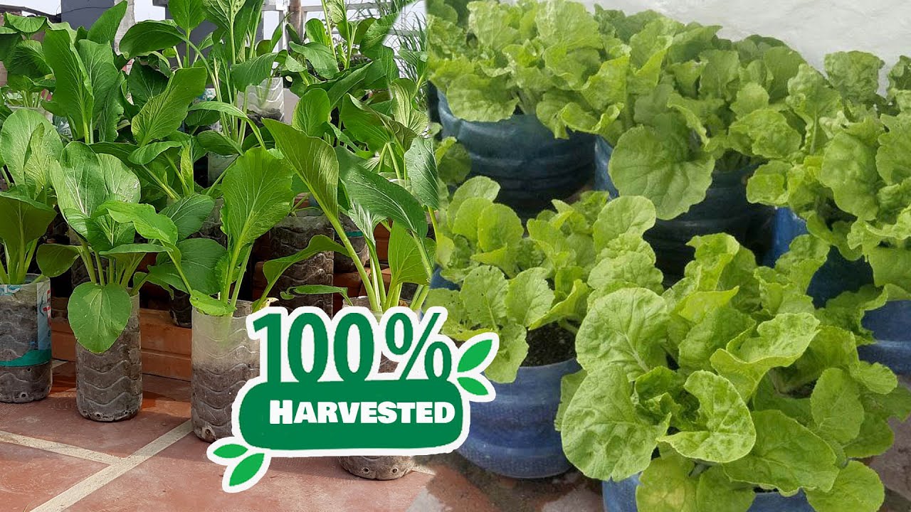 No Need to buy vegetable, In this video I share you How to grow from ...