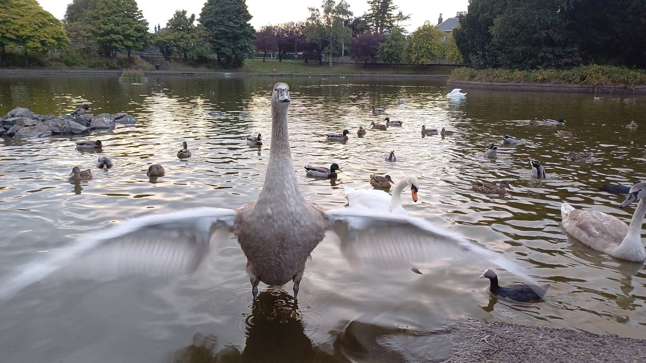 Swans are lively at Swanny Ponds - YouTube