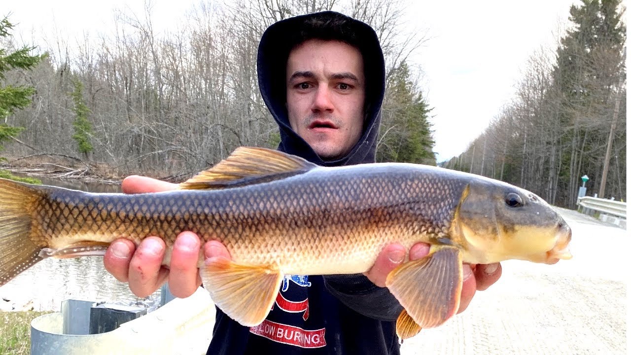 HOW TO CATCH SUCKERS & what to use - YouTube