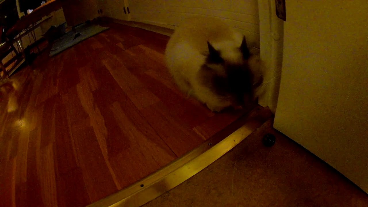 Cat Experiencing F Gm1m2 r2 YouTube Cat Experiencing F Gm1m2 r2 YouTube