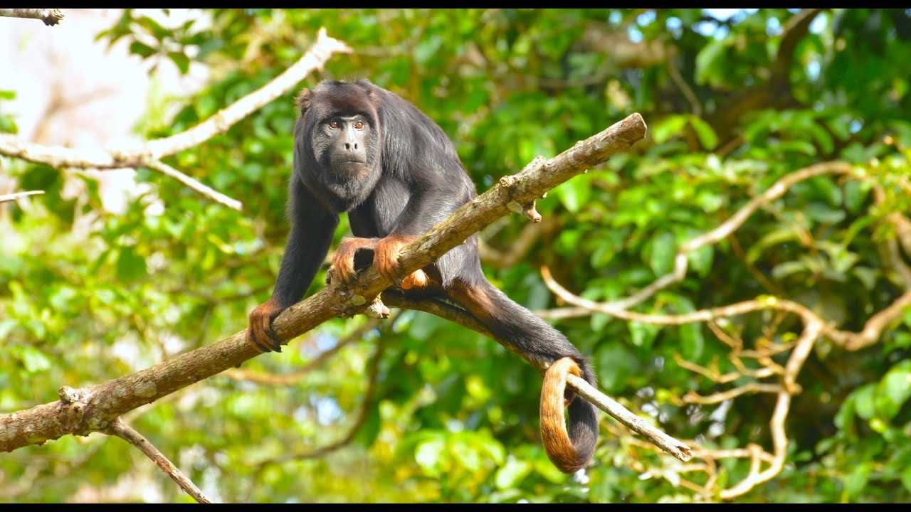 Red-Handed Howler—Find out why they eat dirt - YouTube