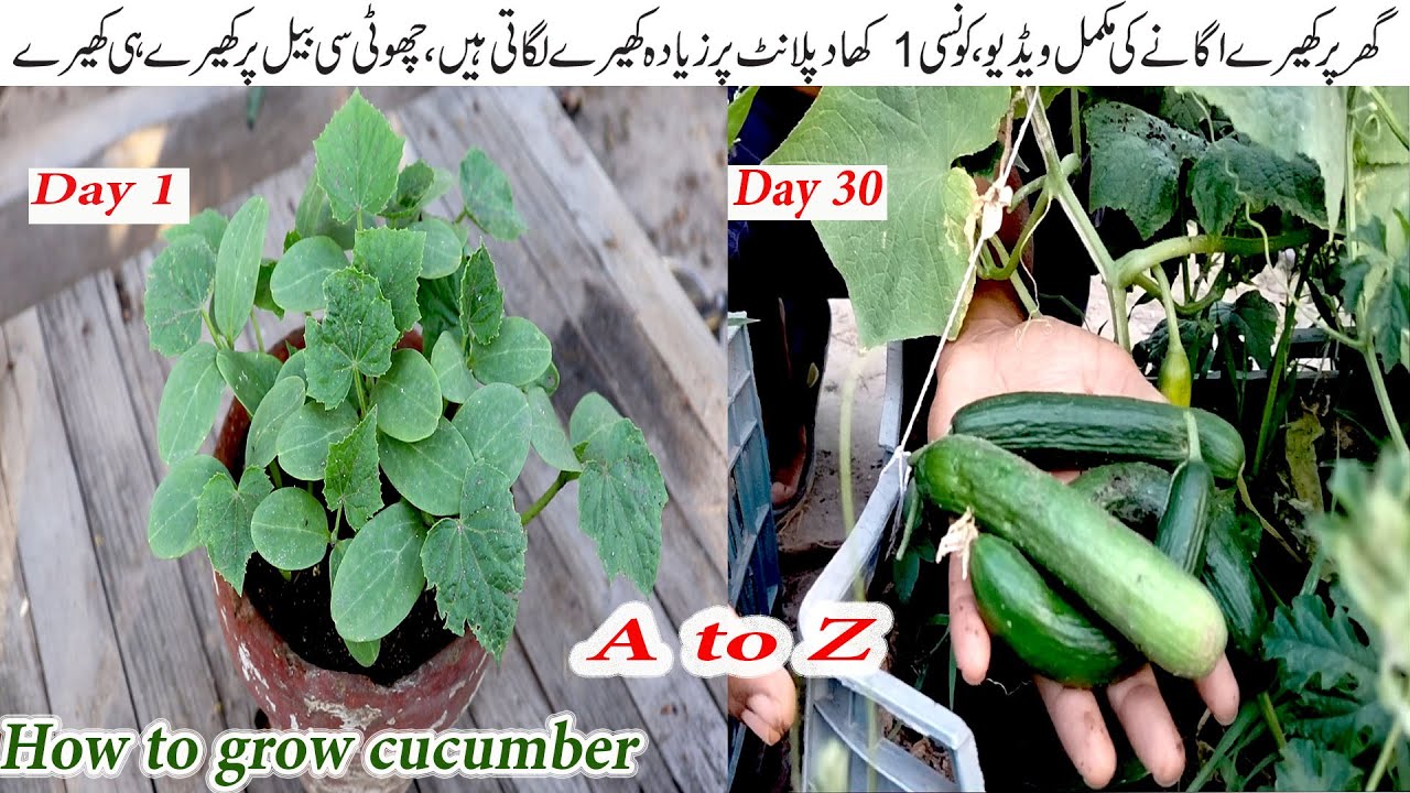 Growing Cucumbers from Seed to Harvest! | How to Grow Cucumbers, Complete Growing Guide - YouTube