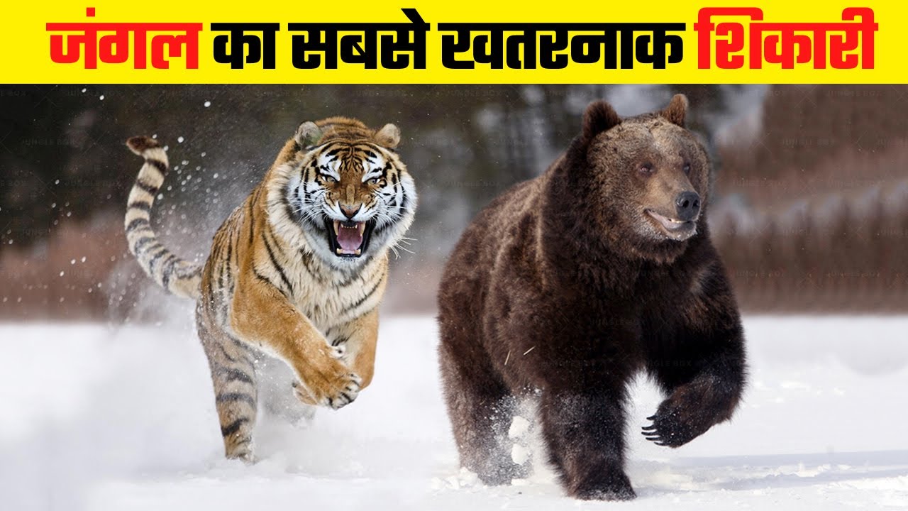 Siberian Tiger का हमला इतना खतरनाक क्यों होता है | Why Siberian Tiger ...